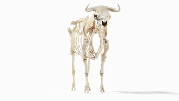 Bull Body, Skeleton and Vascular System Static 3D model - TurboSquid ...