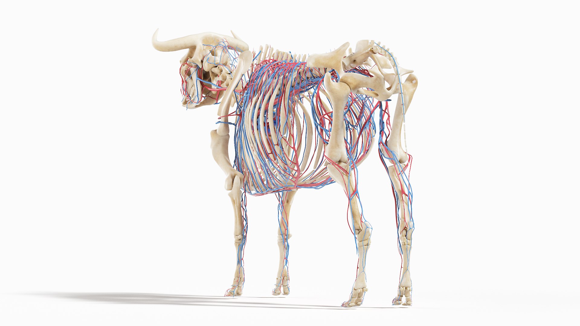Bull Body, Skeleton and Vascular System Static 3D model - TurboSquid ...
