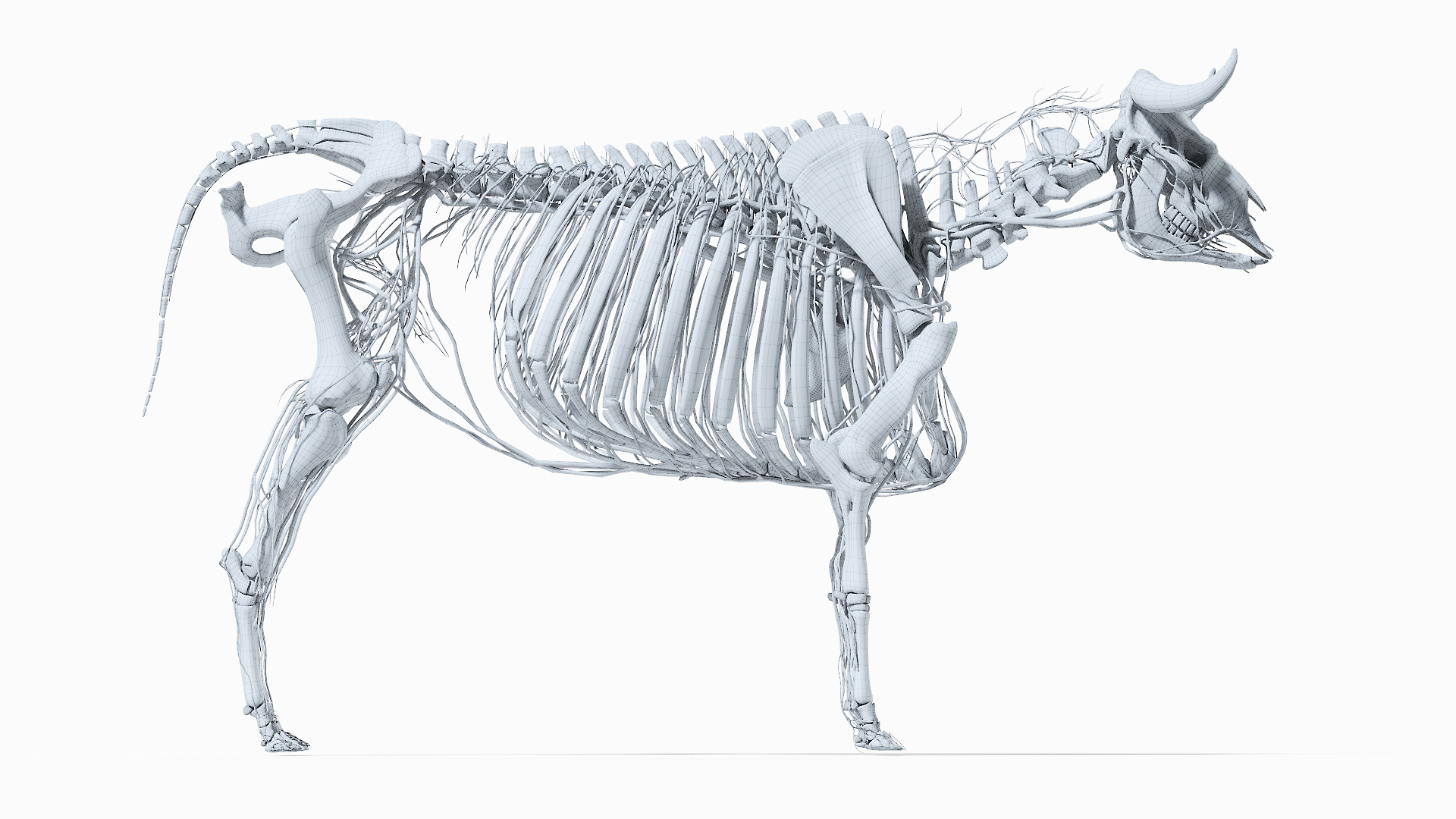 Bull Body, Skeleton and Vascular System Static 3D model - TurboSquid ...