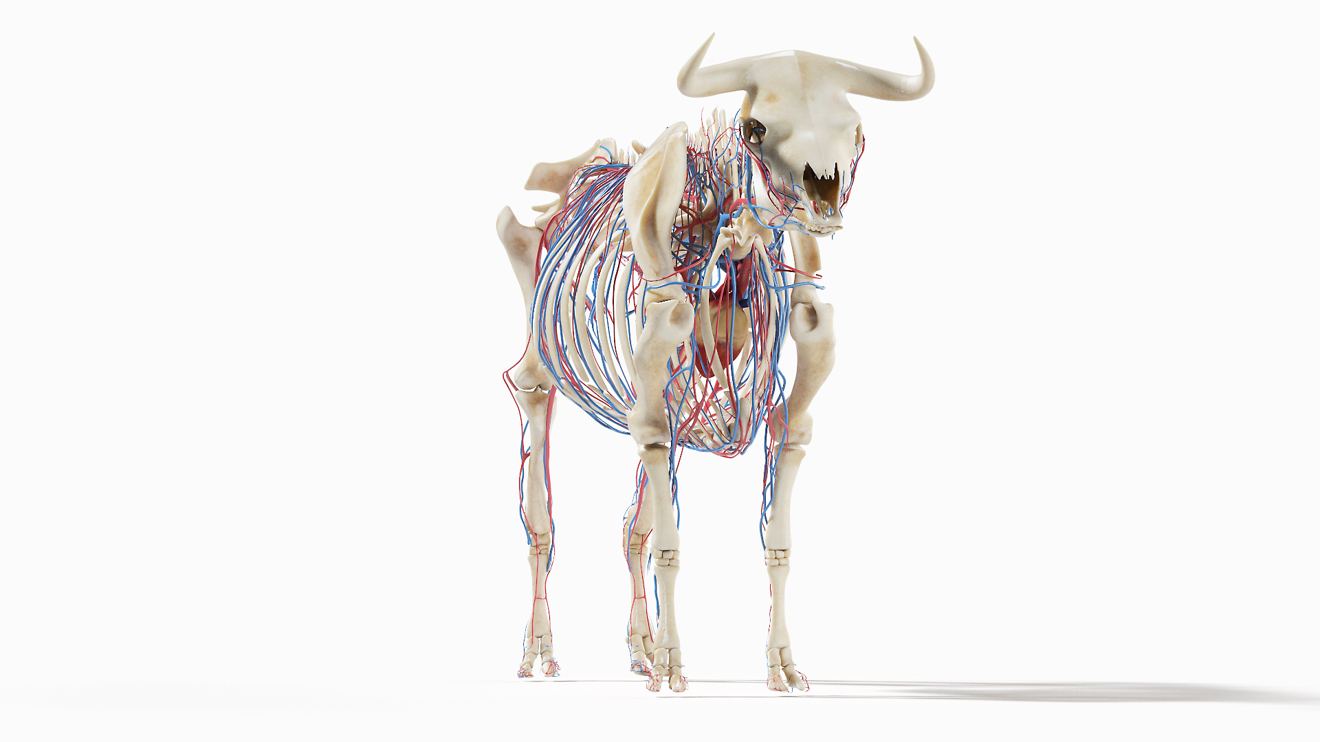 Bull Body, Skeleton and Vascular System Static 3D model - TurboSquid ...