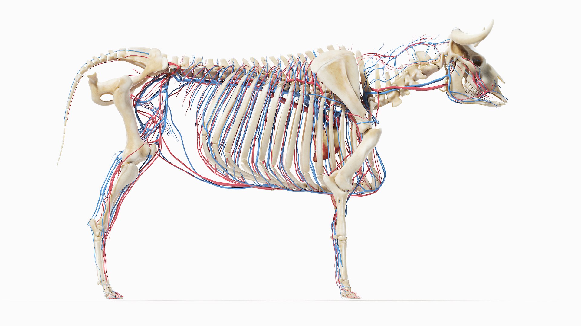 Bull Body, Skeleton and Vascular System Static 3D model - TurboSquid ...