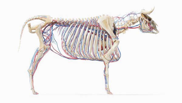 Bull Body, Skeleton and Vascular System Static 3D model - TurboSquid ...