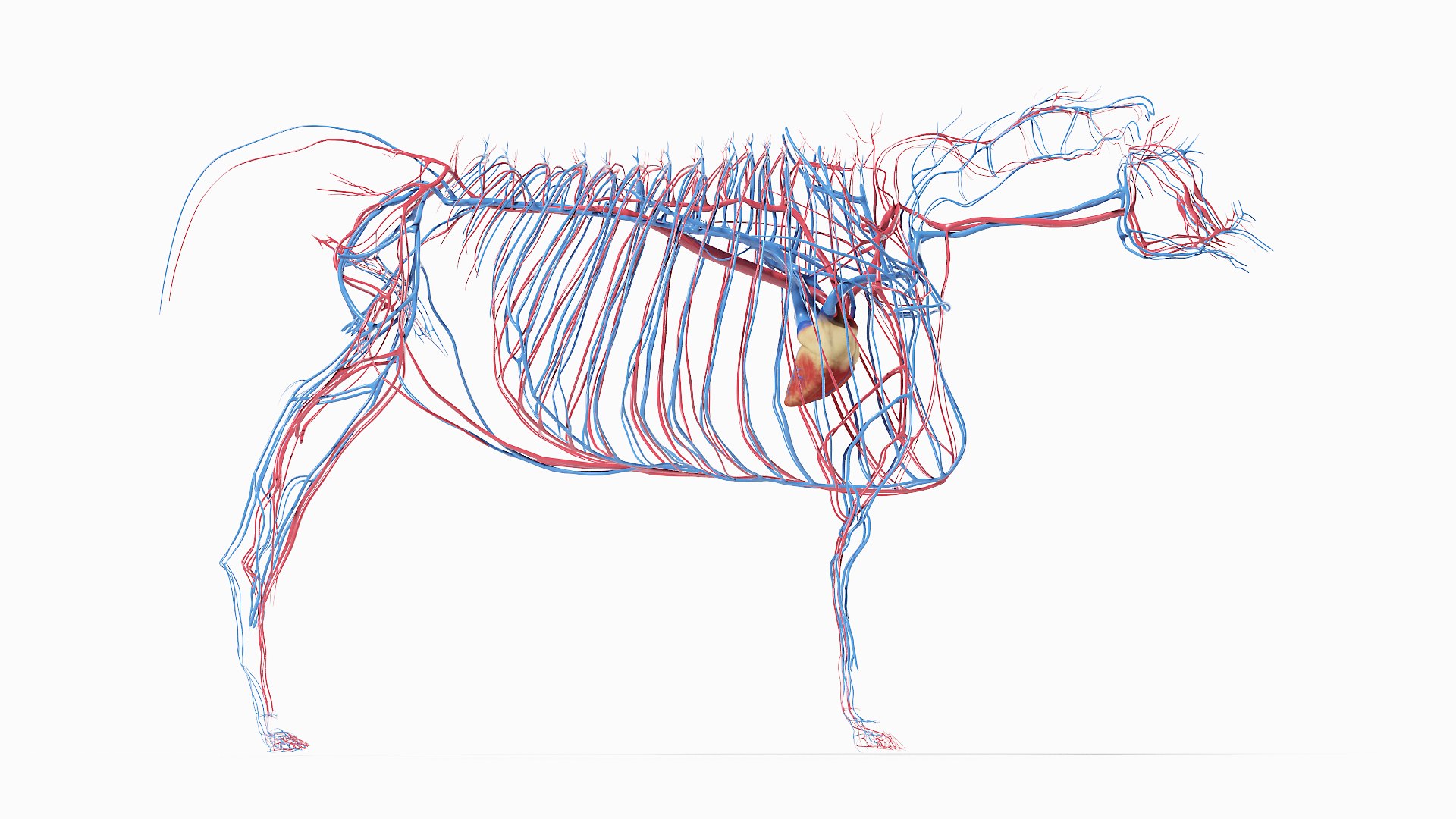 Bull Body, Skeleton and Vascular System Static 3D model - TurboSquid ...