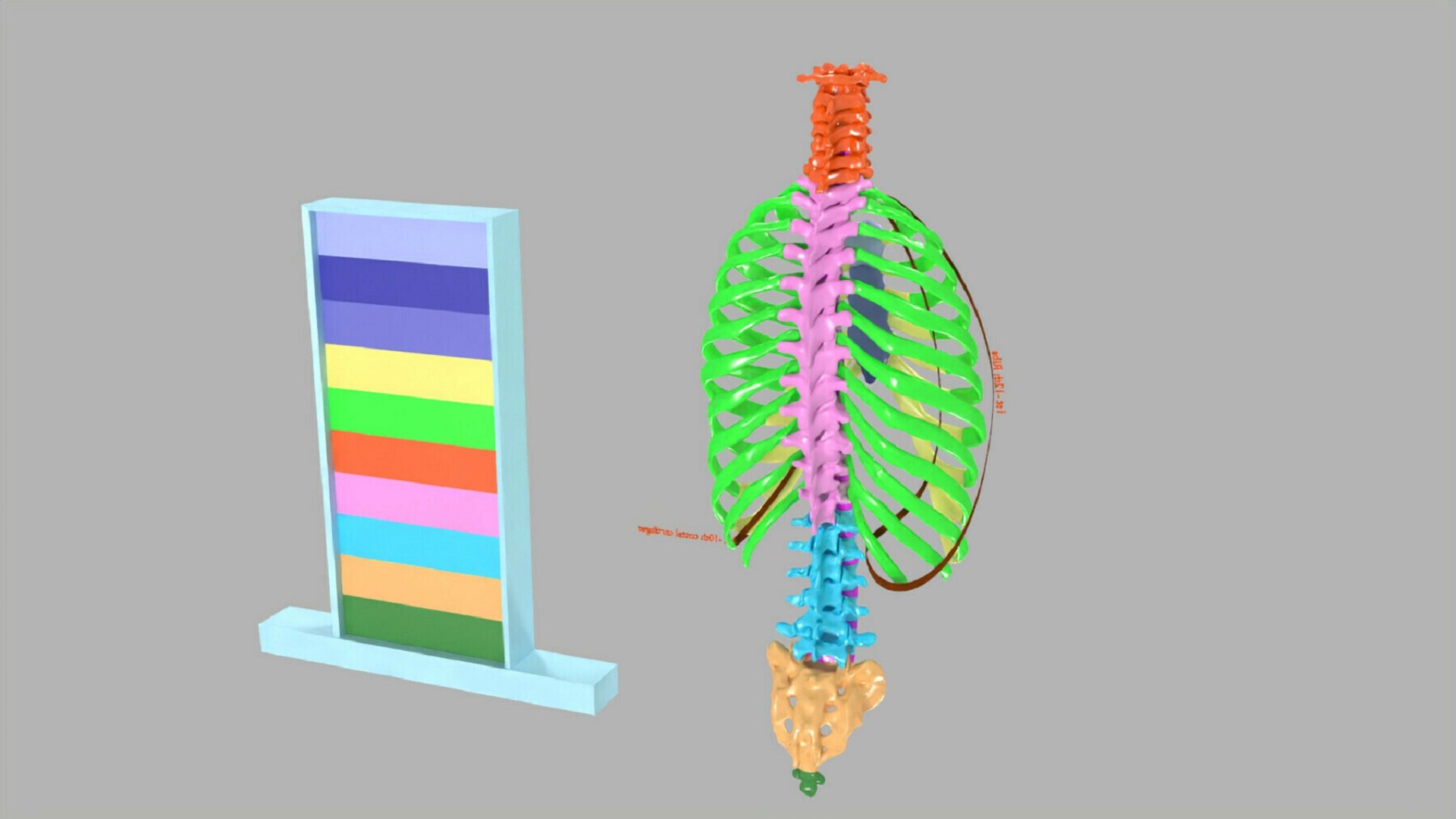 Ribs And Vertebrae Color Coded Animated 3D Model - TurboSquid 2177398