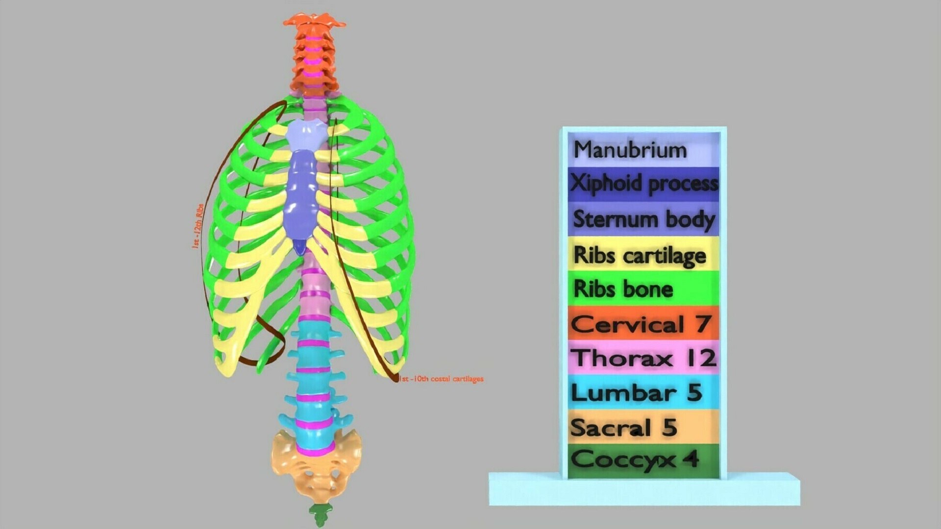 Ribs And Vertebrae Color Coded Animated 3D Model - TurboSquid 2177398
