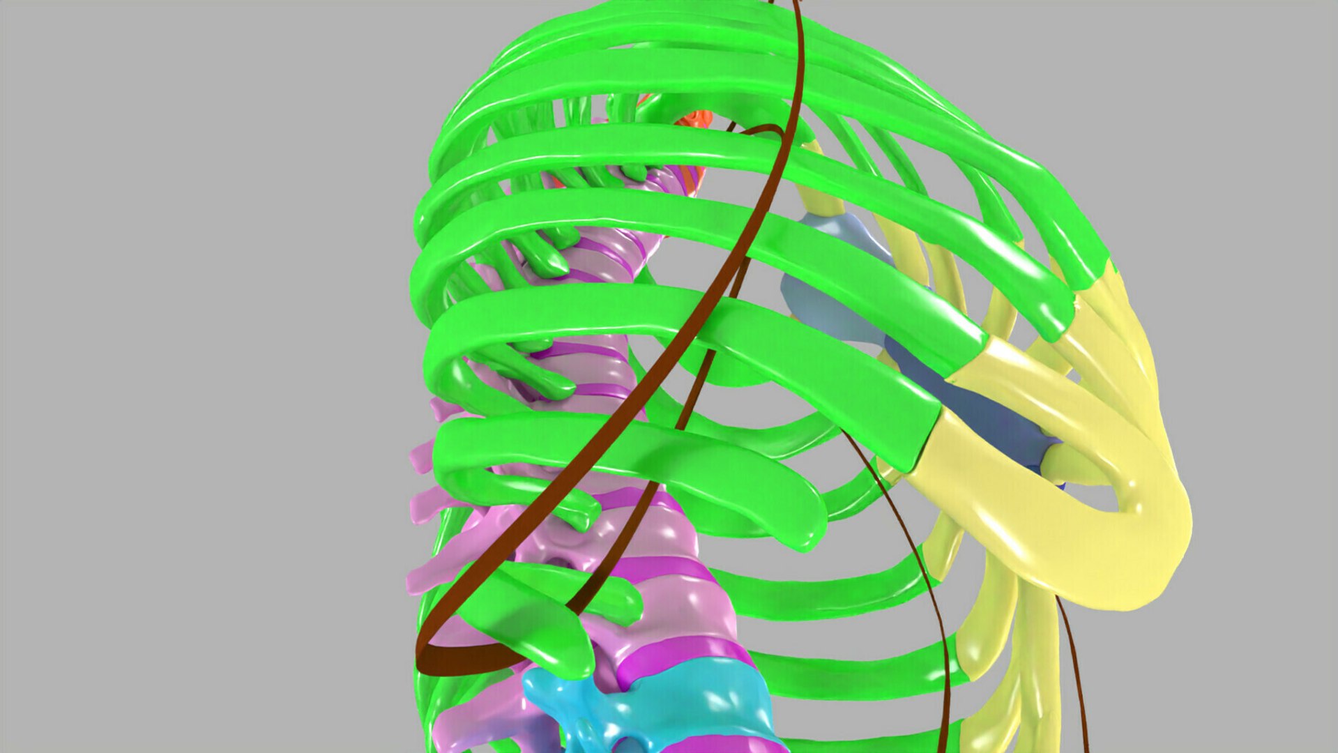 Ribs And Vertebrae Color Coded Animated 3D Model - TurboSquid 2177398