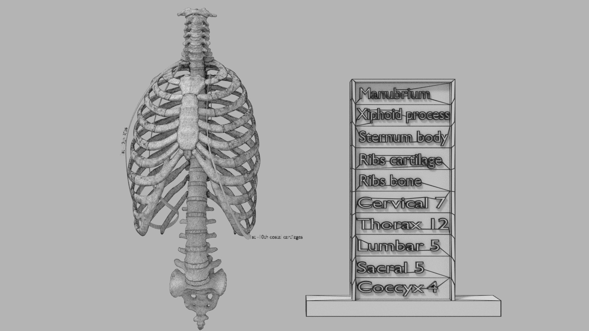 Ribs And Vertebrae Color Coded Animated 3D Model - TurboSquid 2177398