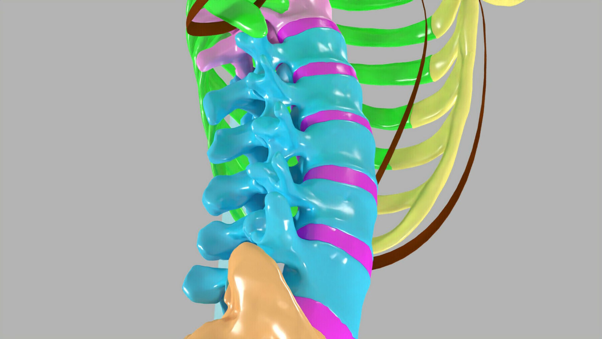 Ribs And Vertebrae Color Coded Animated 3D Model - TurboSquid 2177398