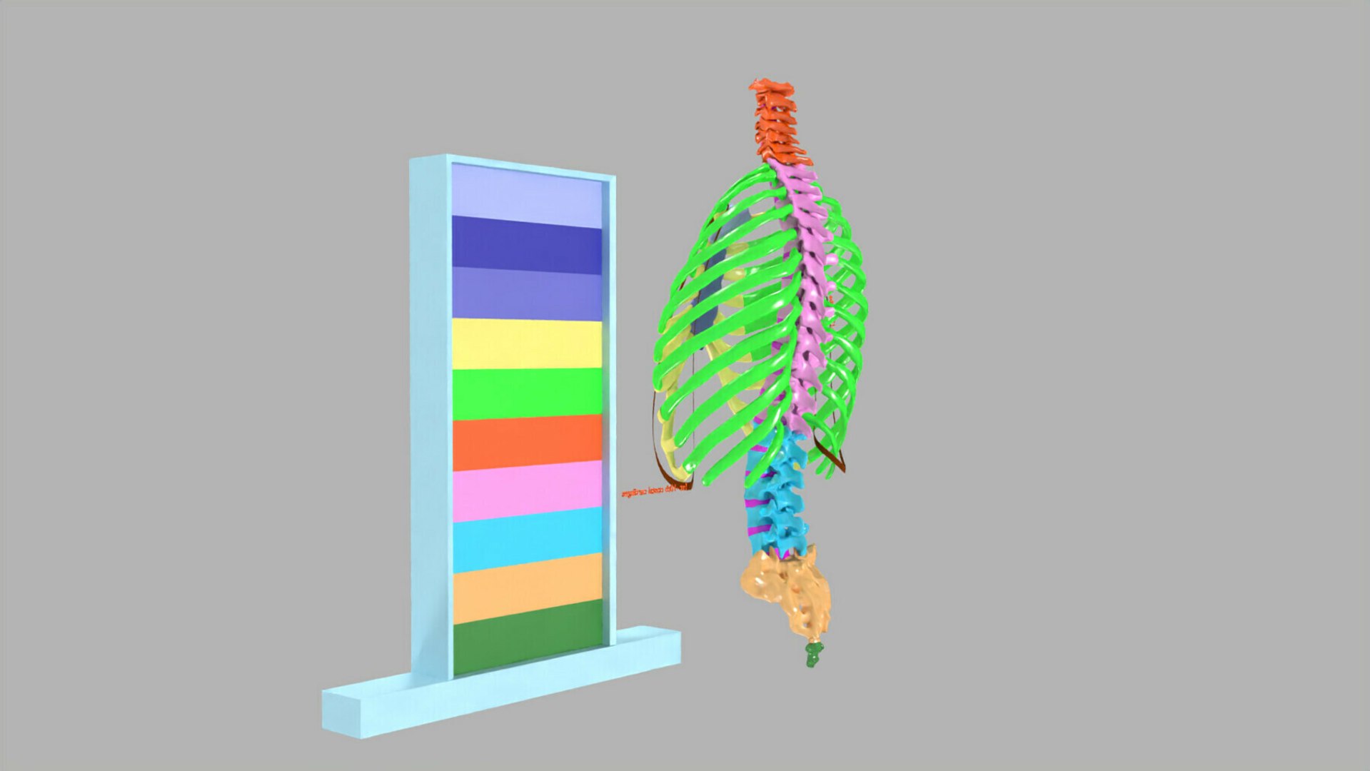Ribs And Vertebrae Color Coded Animated 3D Model - TurboSquid 2177398