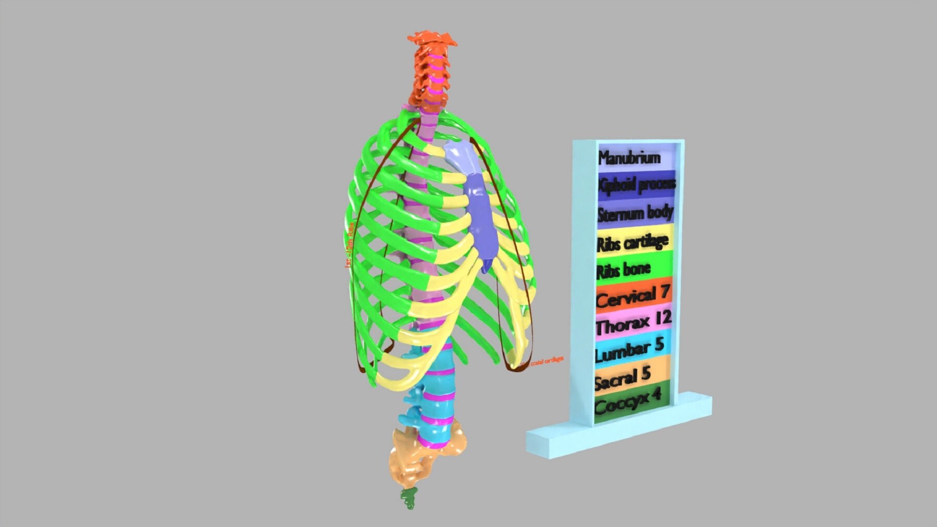 Ribs And Vertebrae Color Coded Animated 3D Model - TurboSquid 2177398
