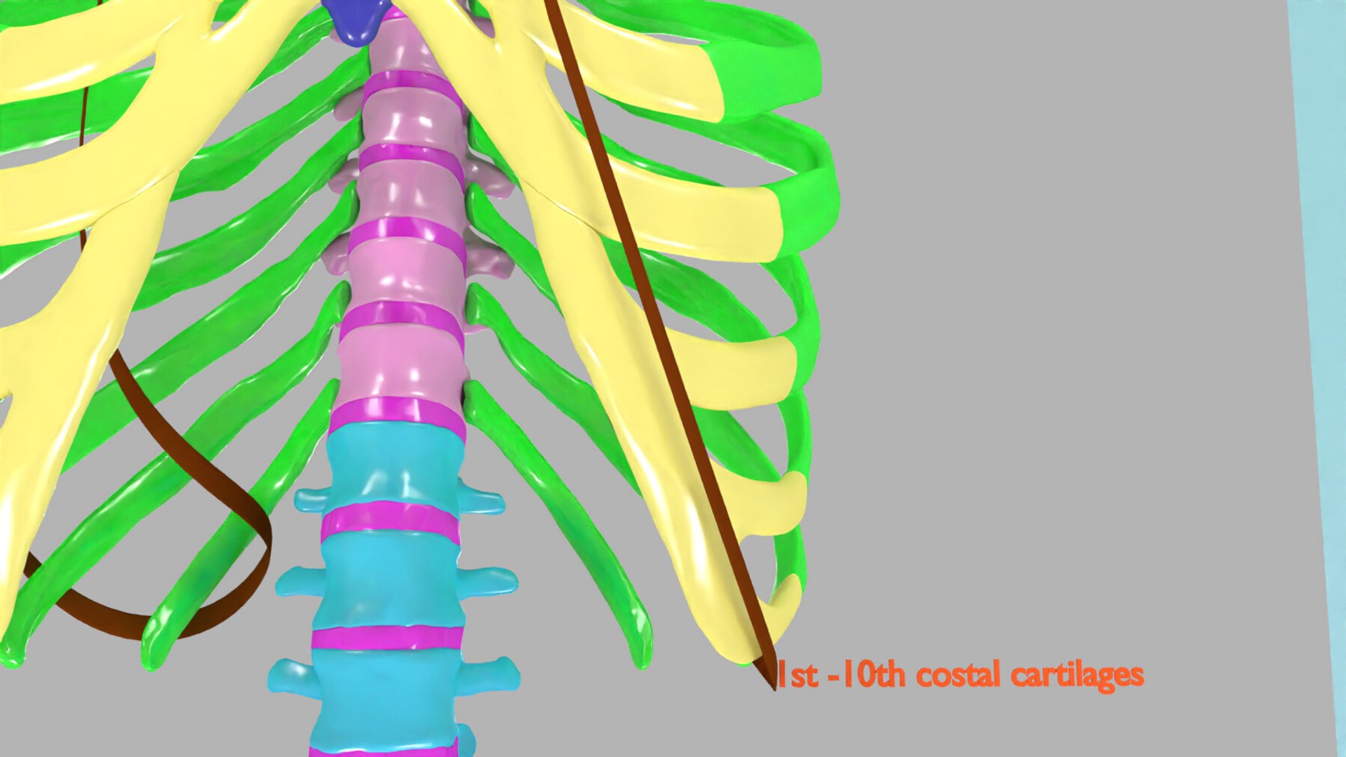 Ribs And Vertebrae Color Coded Animated 3D Model - TurboSquid 2177398
