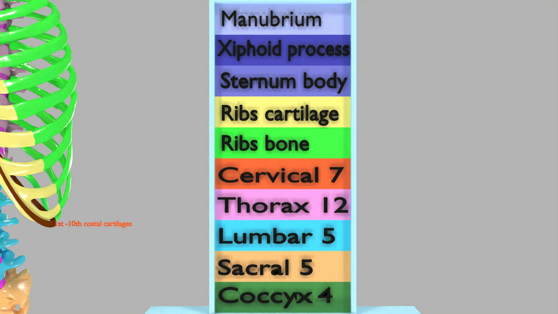 Ribs And Vertebrae Color Coded Animated 3D Model - TurboSquid 2177398