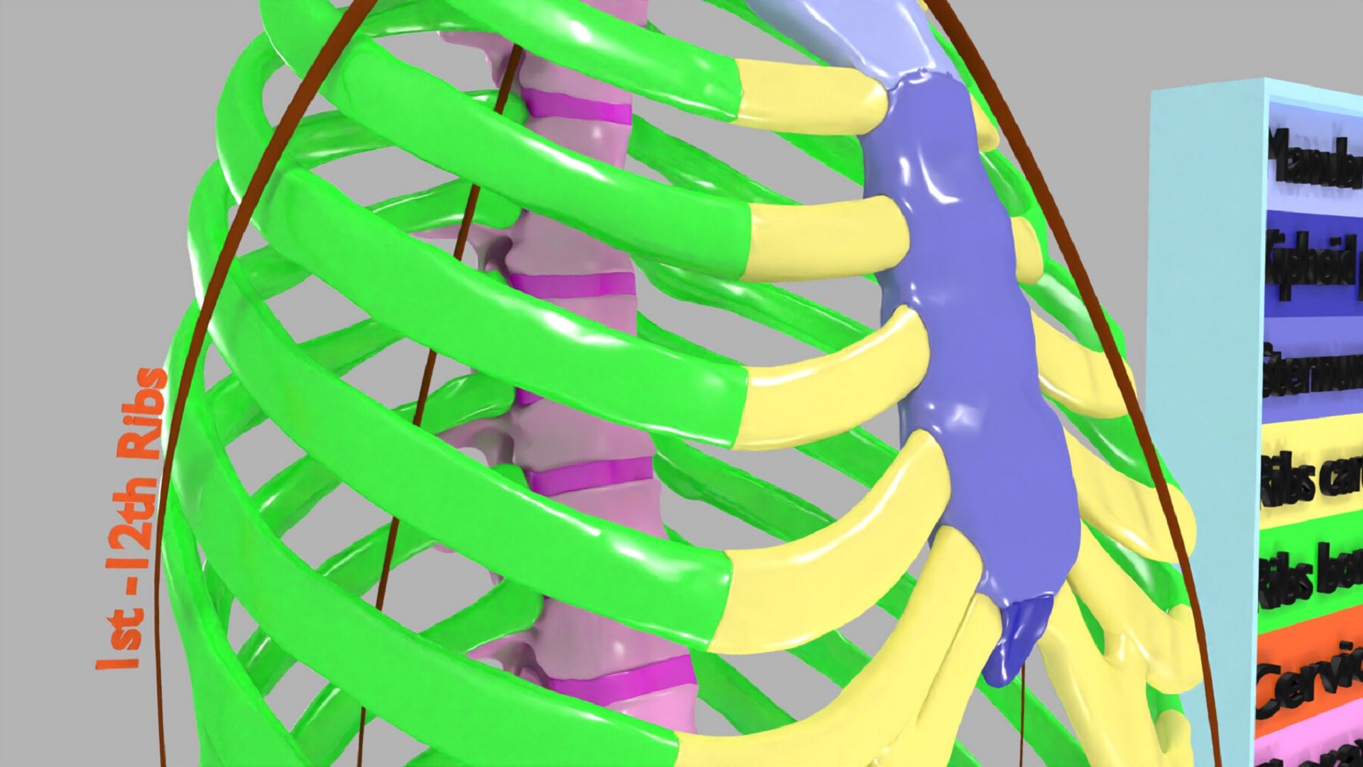 Ribs And Vertebrae Color Coded Animated 3D Model - TurboSquid 2177398