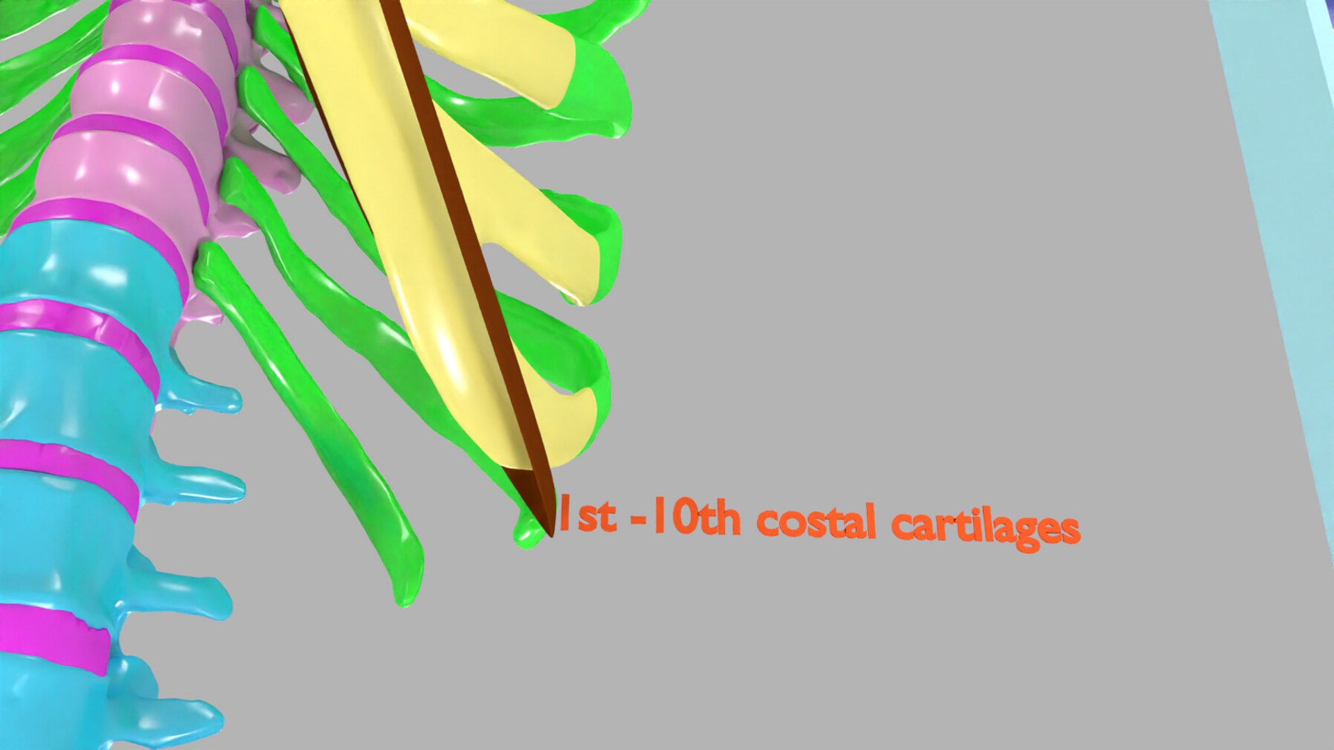 Ribs And Vertebrae Color Coded Animated 3D Model - TurboSquid 2177398