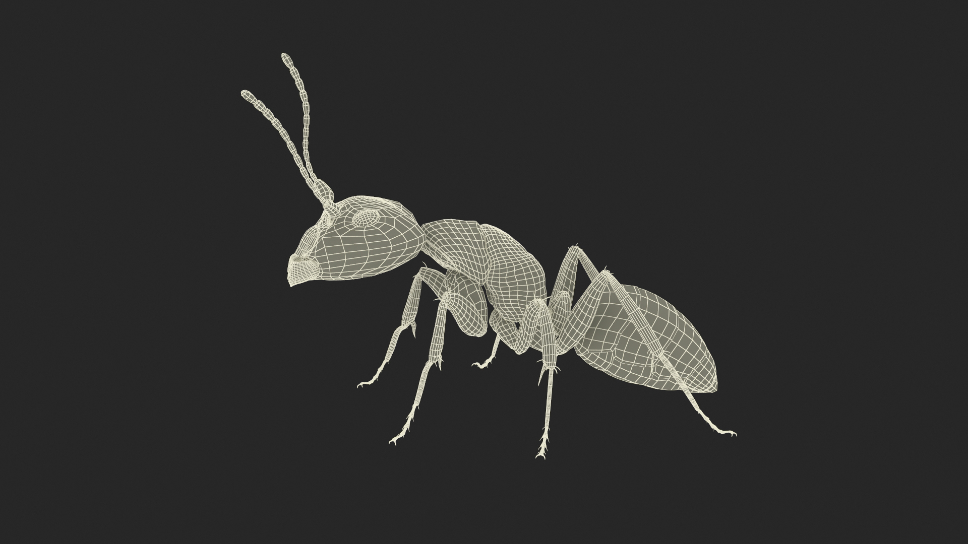 Realistic Black Ant Insect 3D Model - TurboSquid 2350641