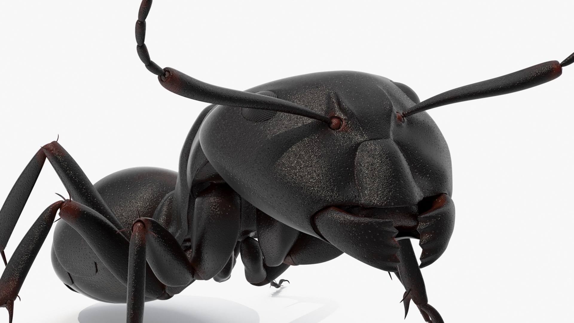 Realistic Black Ant Insect 3D Model - TurboSquid 2350641