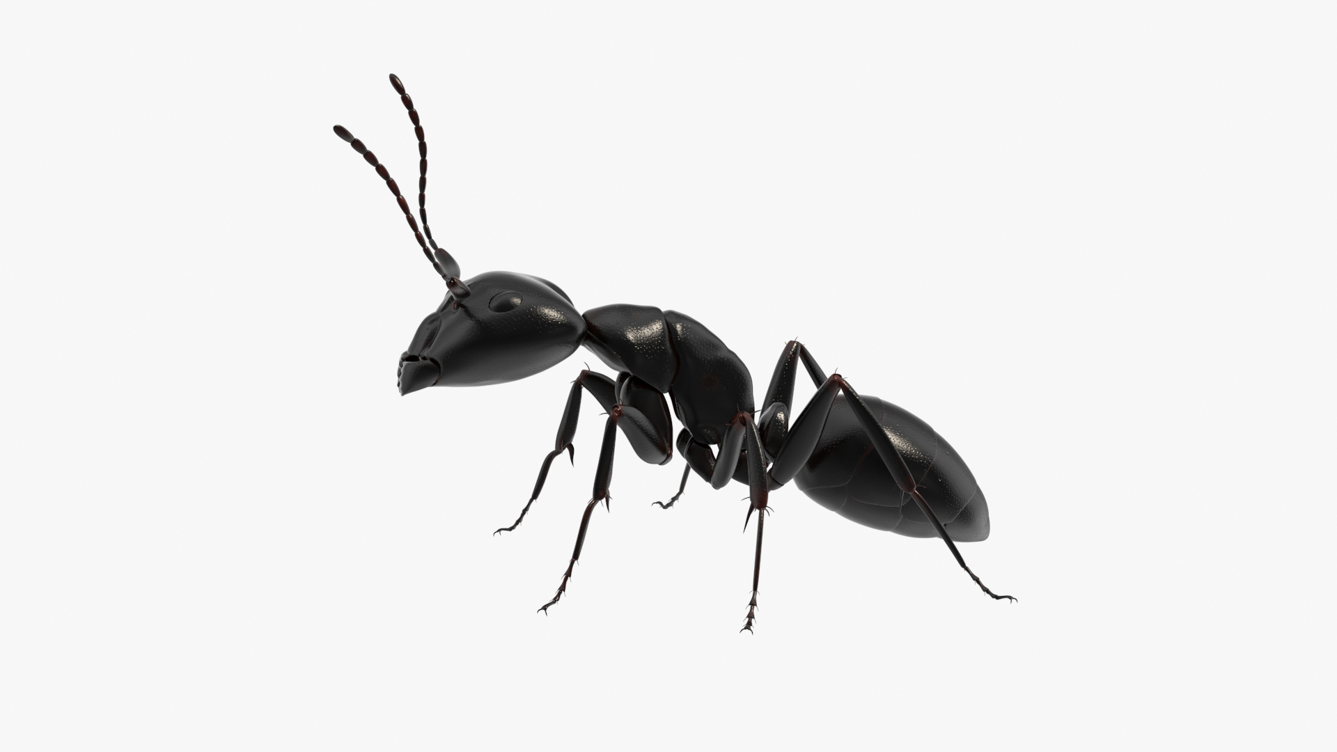 Realistic Black Ant Insect 3D Model - TurboSquid 2350641