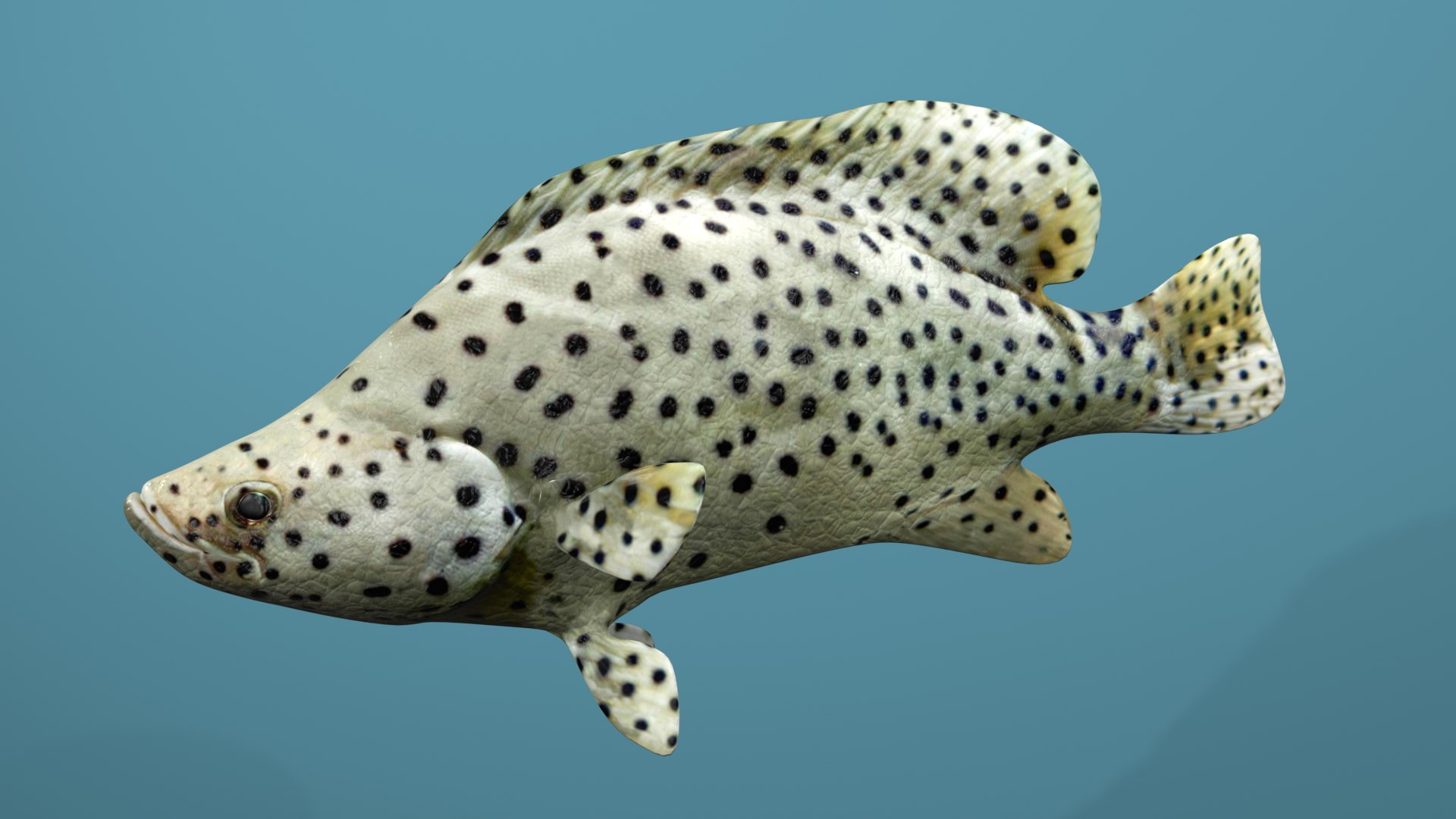 3D Humpback Grouper - TurboSquid 1727873