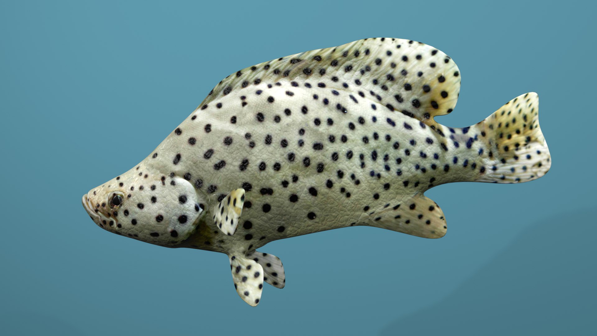 3D Humpback Grouper - TurboSquid 1727873