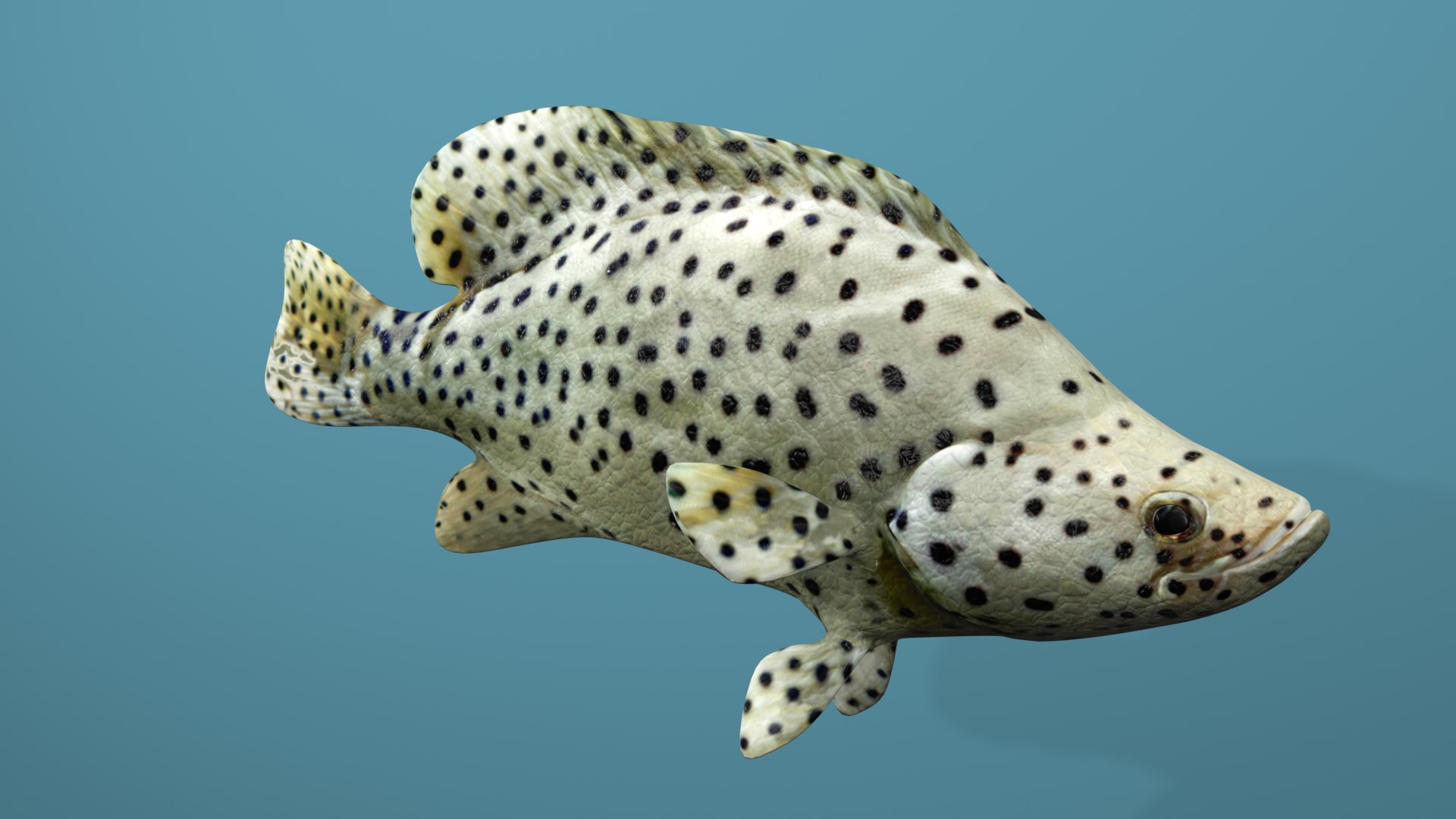 3D Humpback Grouper - TurboSquid 1727873