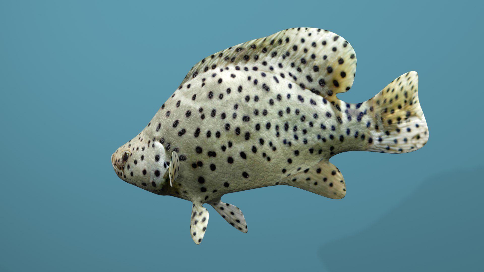3D Humpback Grouper - TurboSquid 1727873