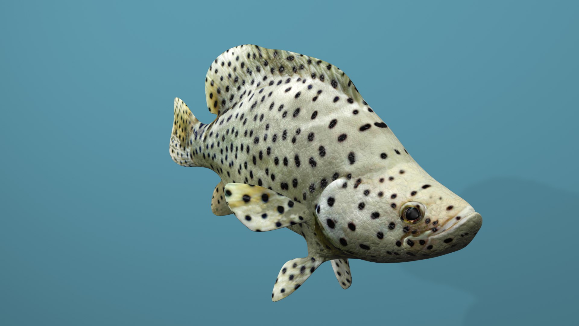 3D Humpback Grouper - TurboSquid 1727873