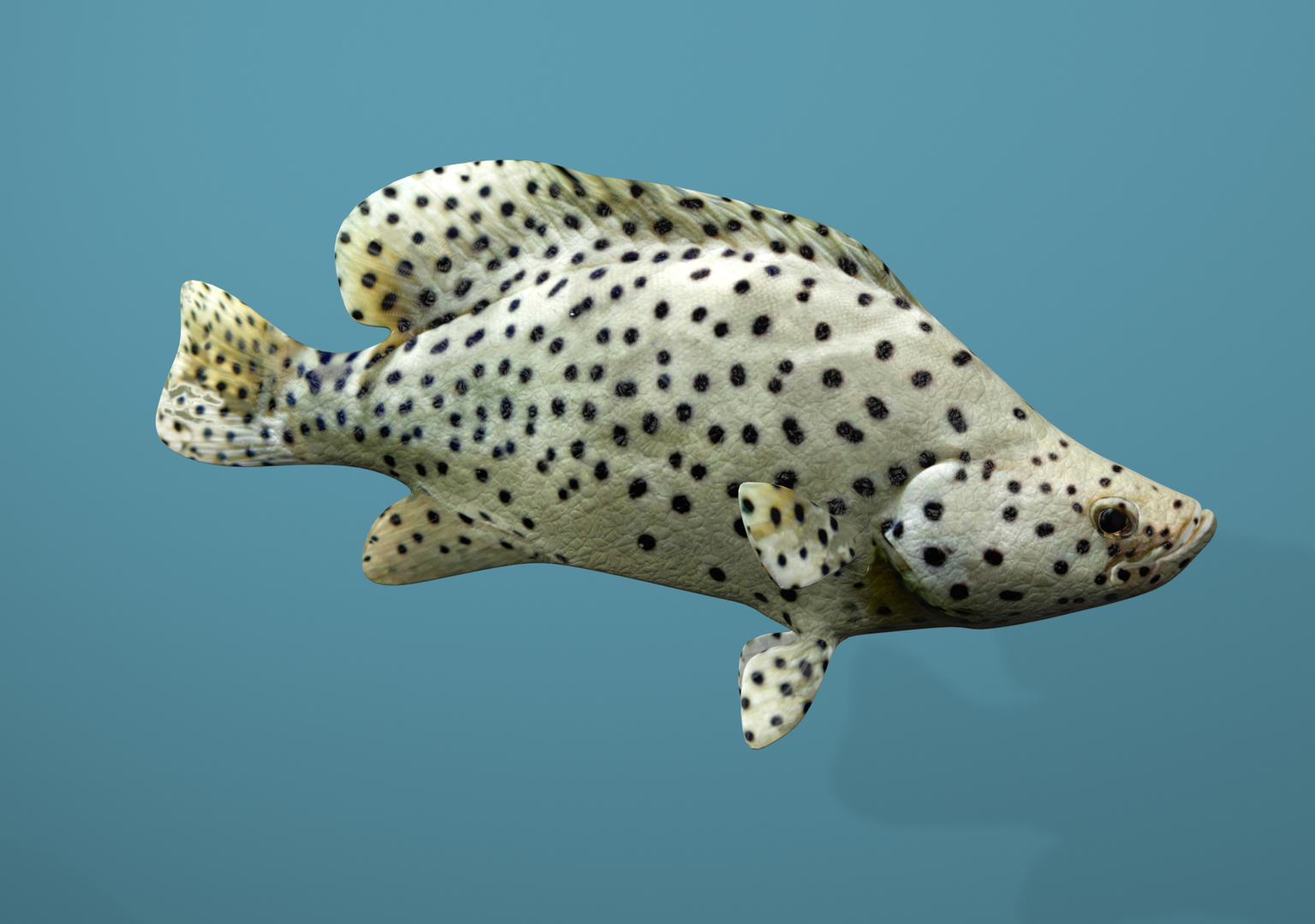 3D Humpback Grouper - TurboSquid 1727873
