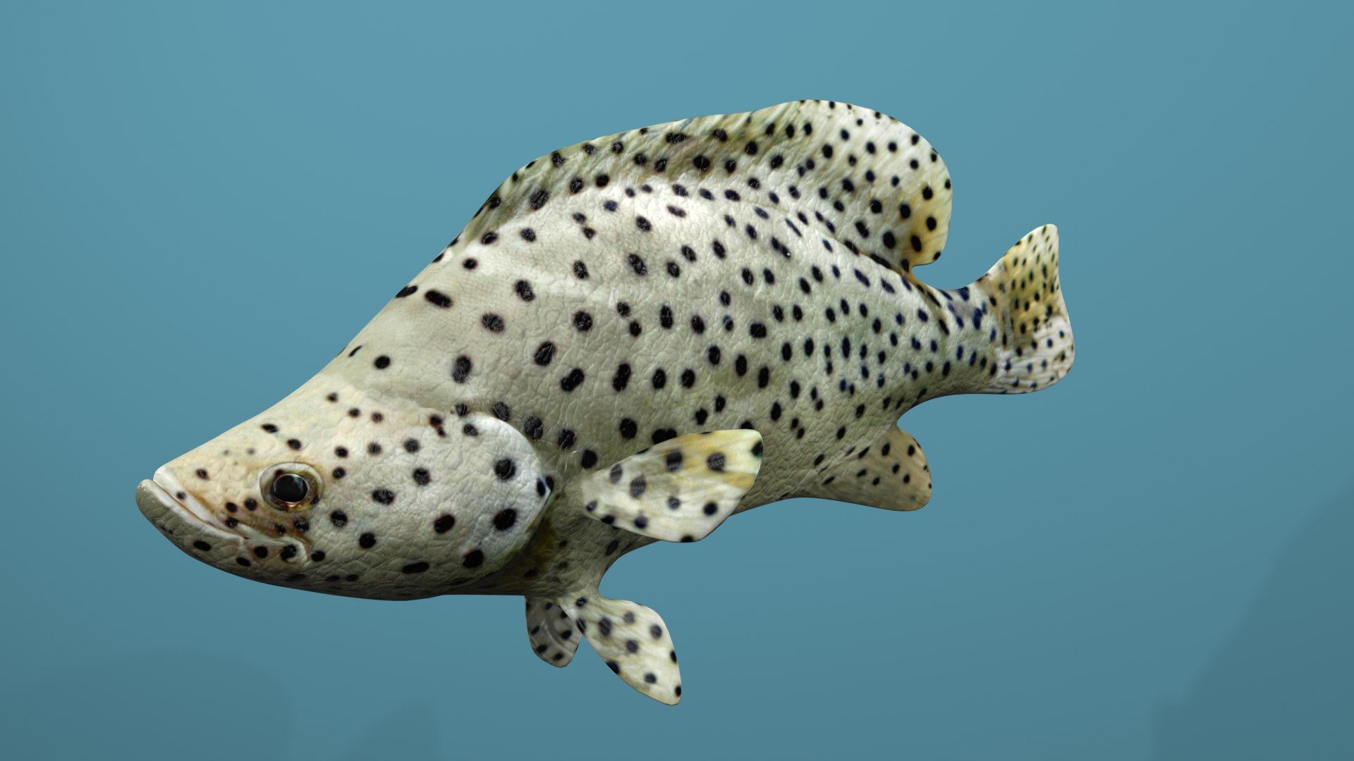 3D Humpback Grouper - TurboSquid 1727873