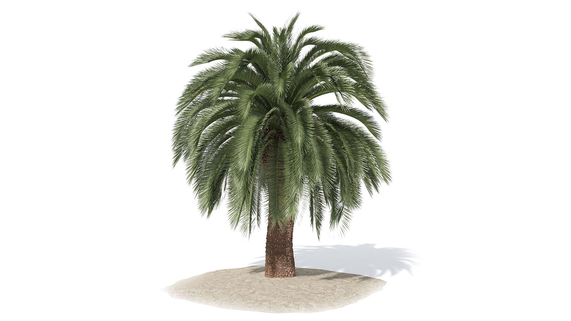 Macrosamia palm tree 3D model - TurboSquid 2172083