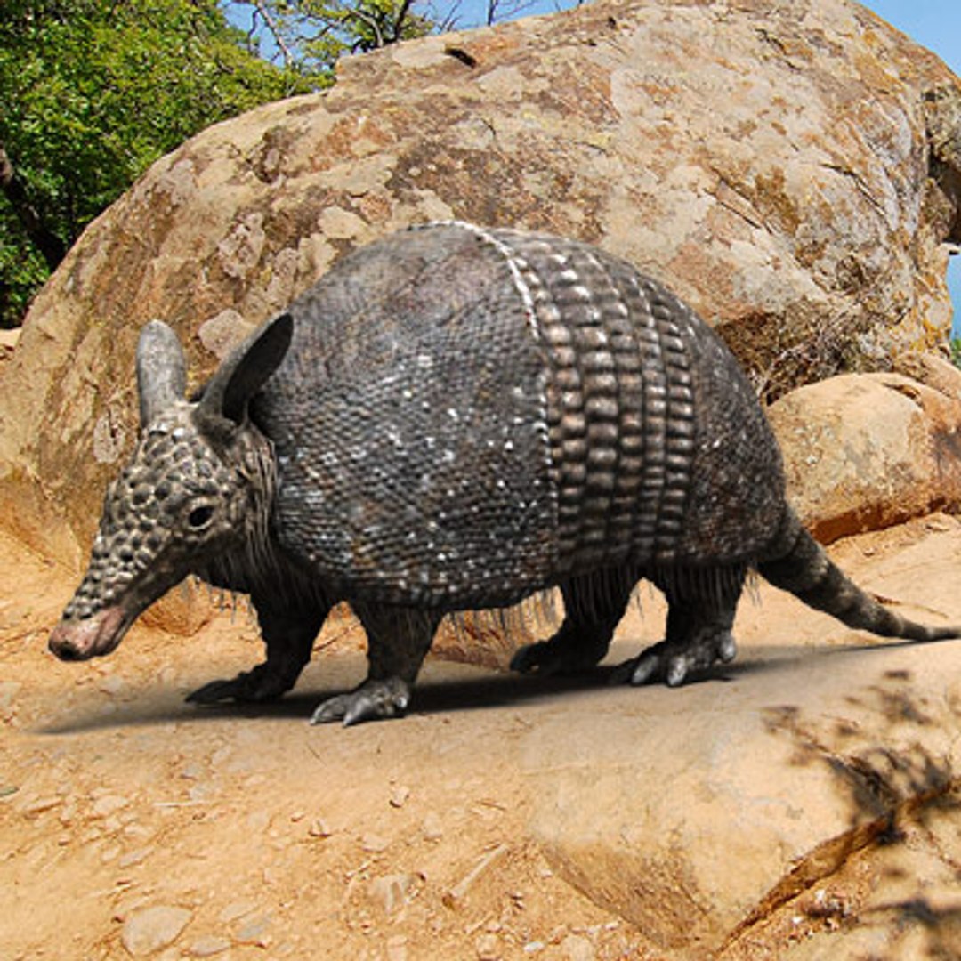 Armadillo Animals Mammals 3d Model