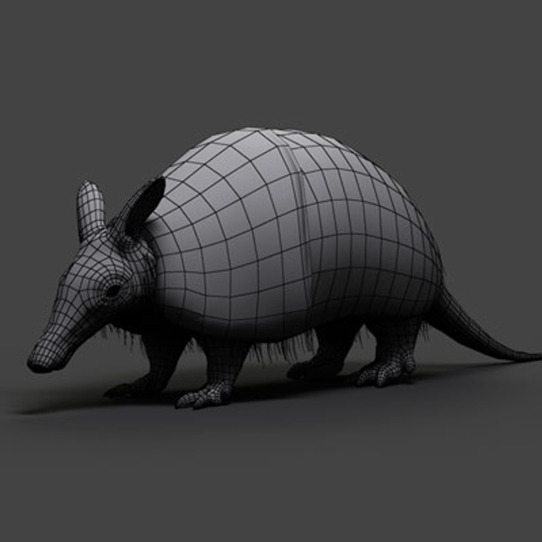 Armadillo Animals Mammals 3d Model