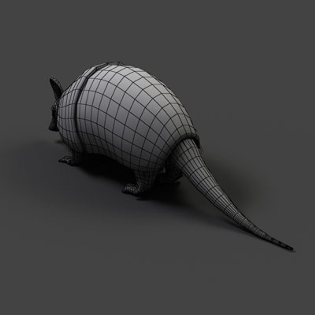Armadillo Animals Mammals 3d Model