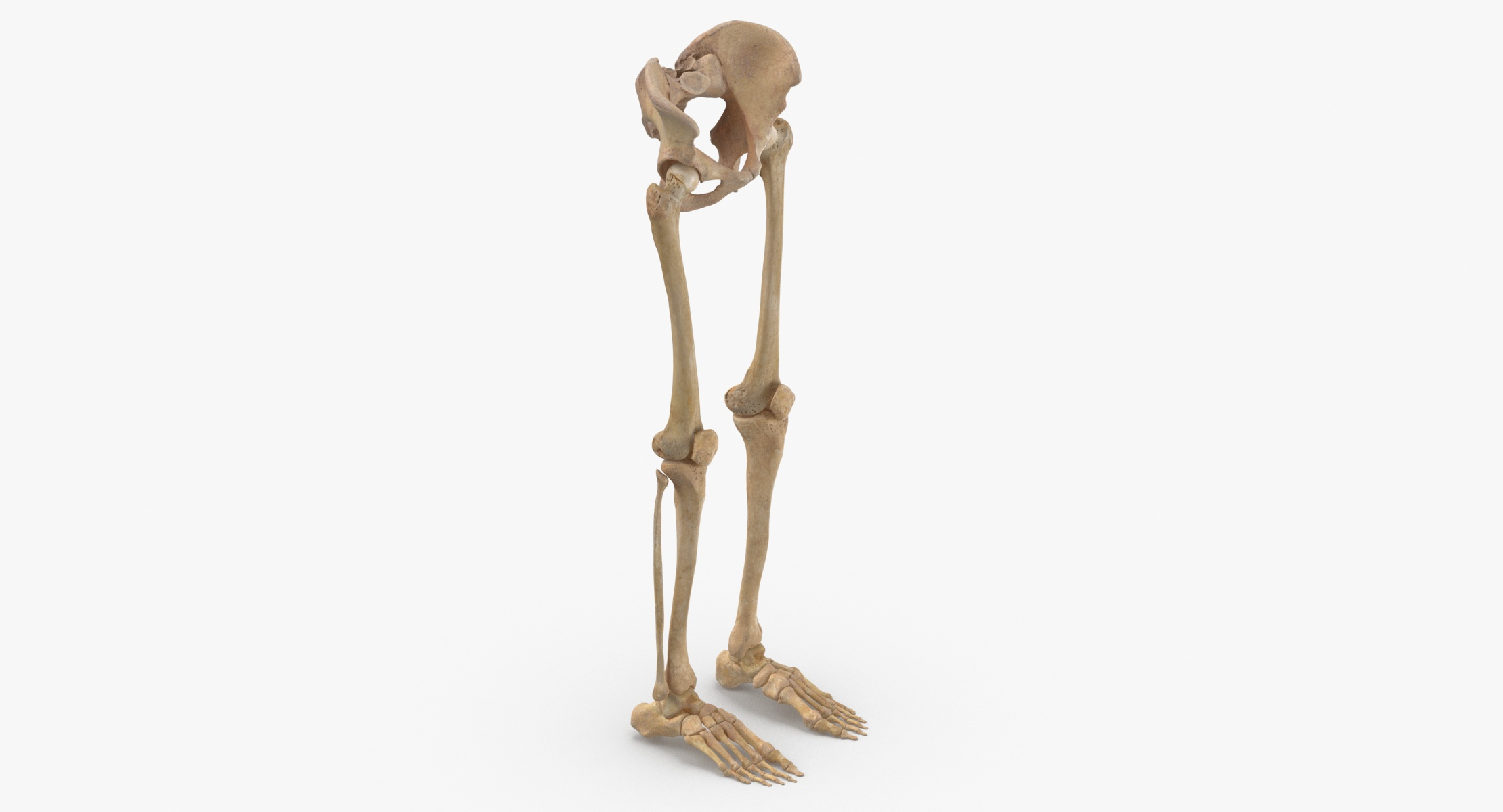 Human legs pelvis bones anatomy 3D model - TurboSquid 1550744