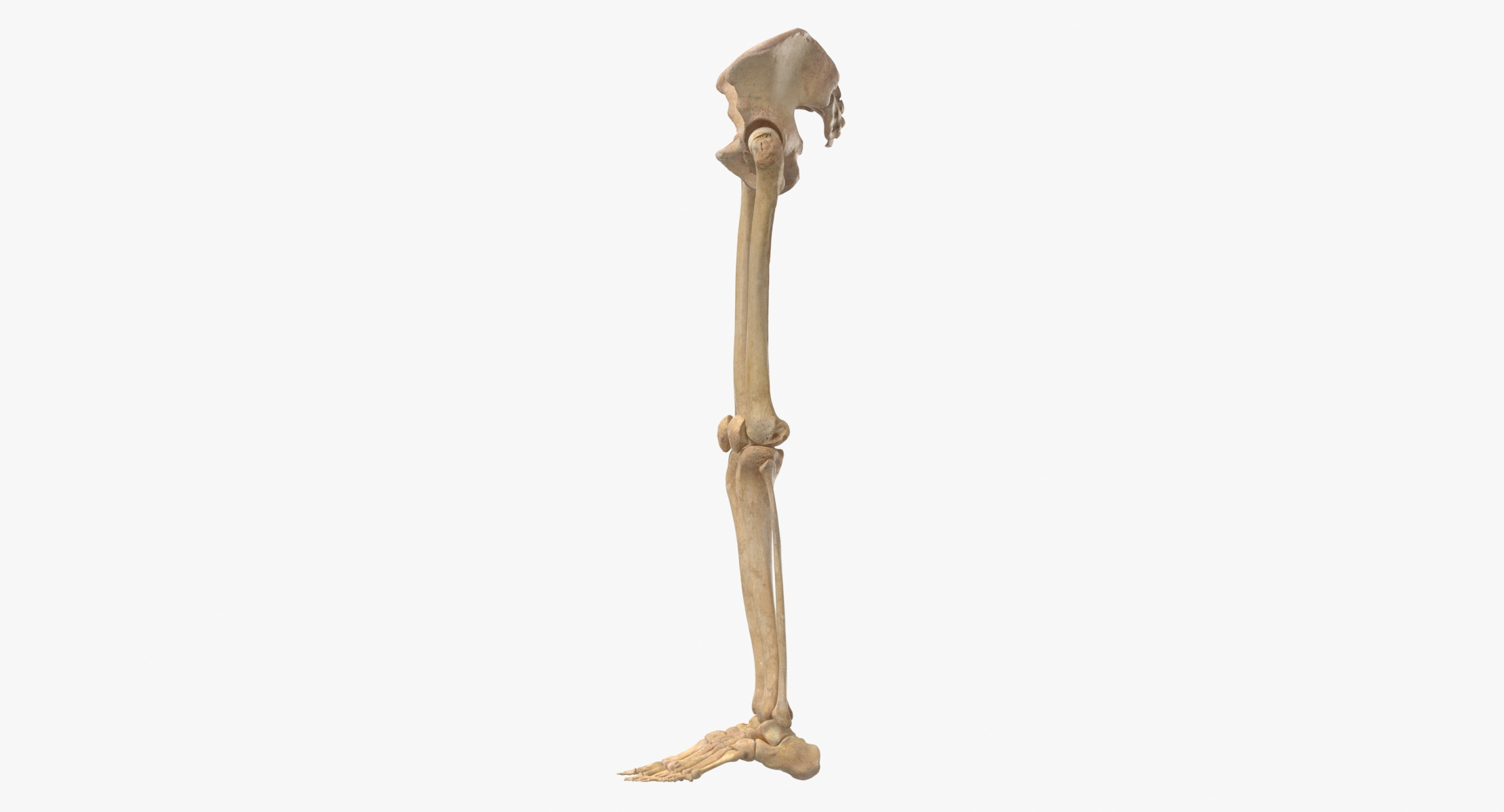 Human legs pelvis bones anatomy 3D model - TurboSquid 1550744