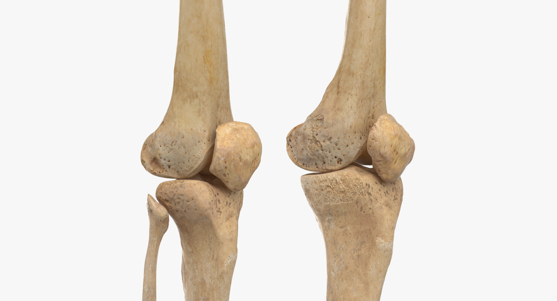 Human legs pelvis bones anatomy 3D model - TurboSquid 1550744
