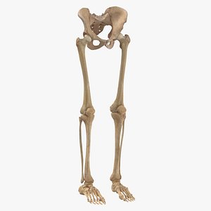 real skeleton leg