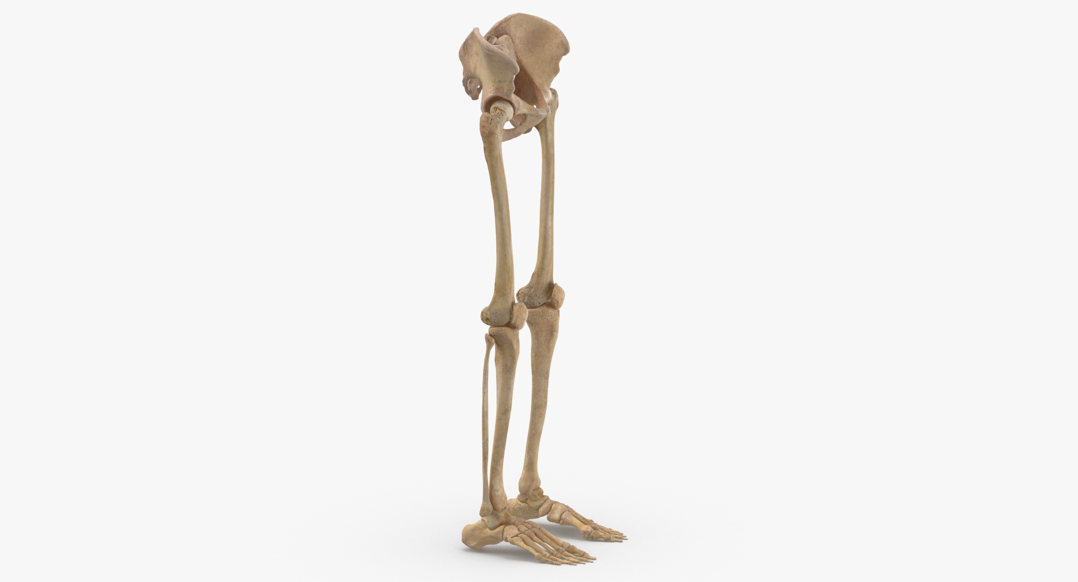 Human legs pelvis bones anatomy 3D model - TurboSquid 1550744