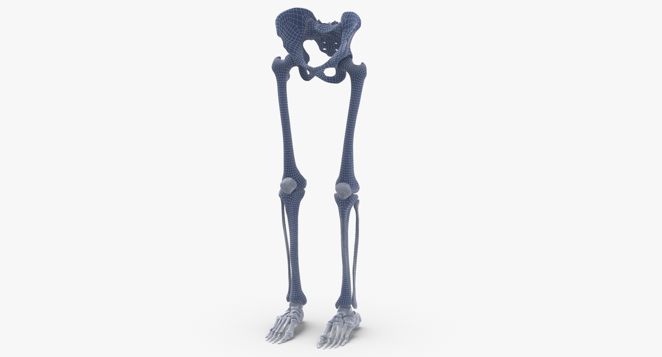 Human legs pelvis bones anatomy 3D model - TurboSquid 1550744