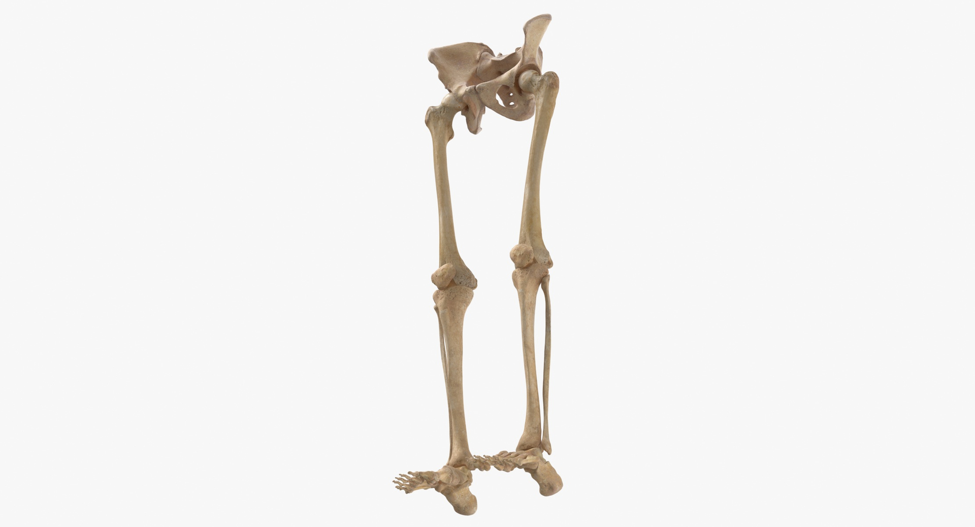 Human legs pelvis bones anatomy 3D model - TurboSquid 1550744