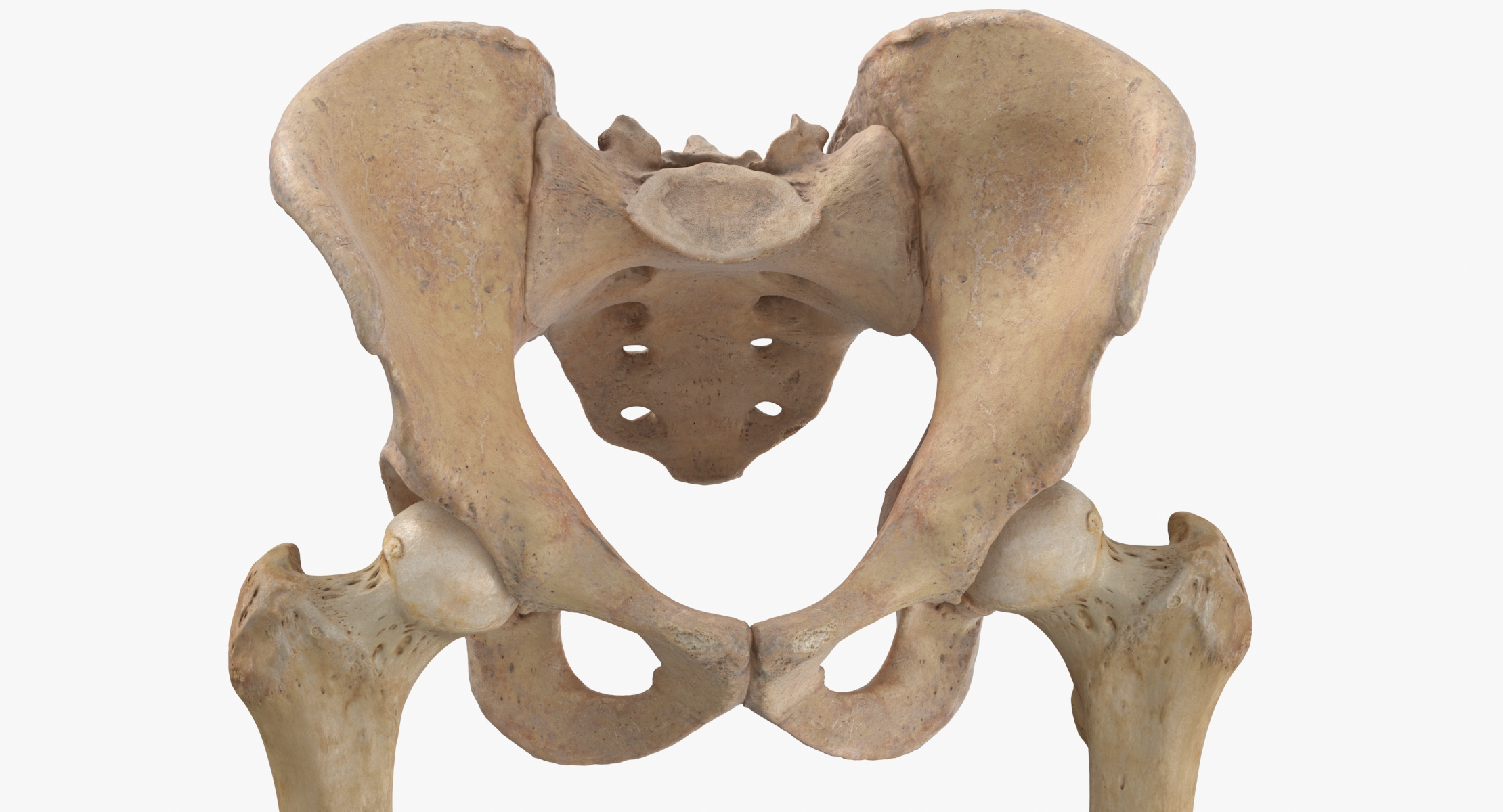 modelo 3d Anatomía de huesos de pelvis y piernas humanas reales 01 ...