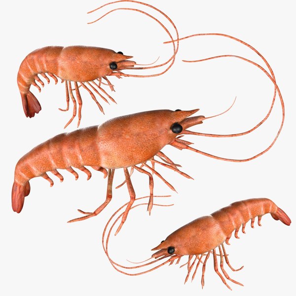3D Shrimp Models | TurboSquid