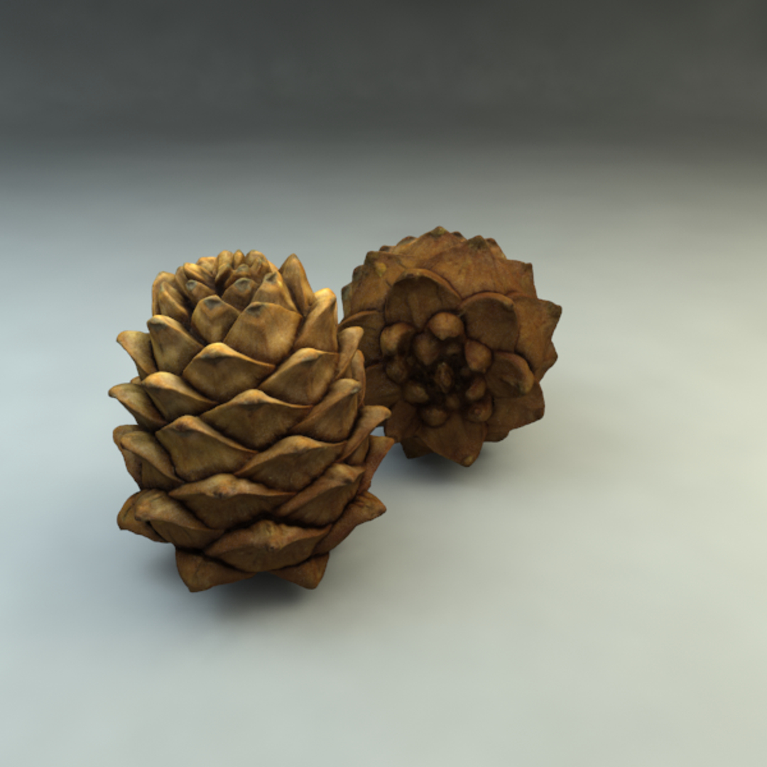 3d Model Pinecone Cone