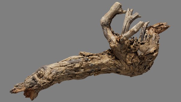 Grapevine Bark Collection 3D model - TurboSquid 1992527