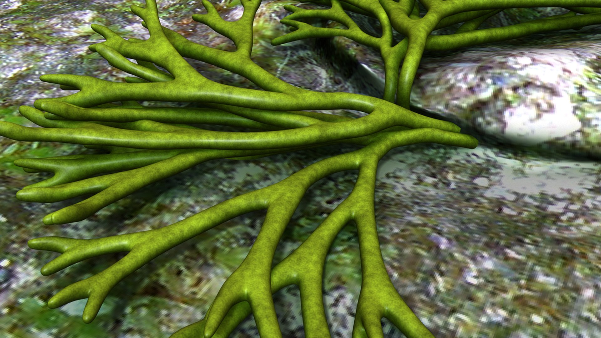 3d Codium Model