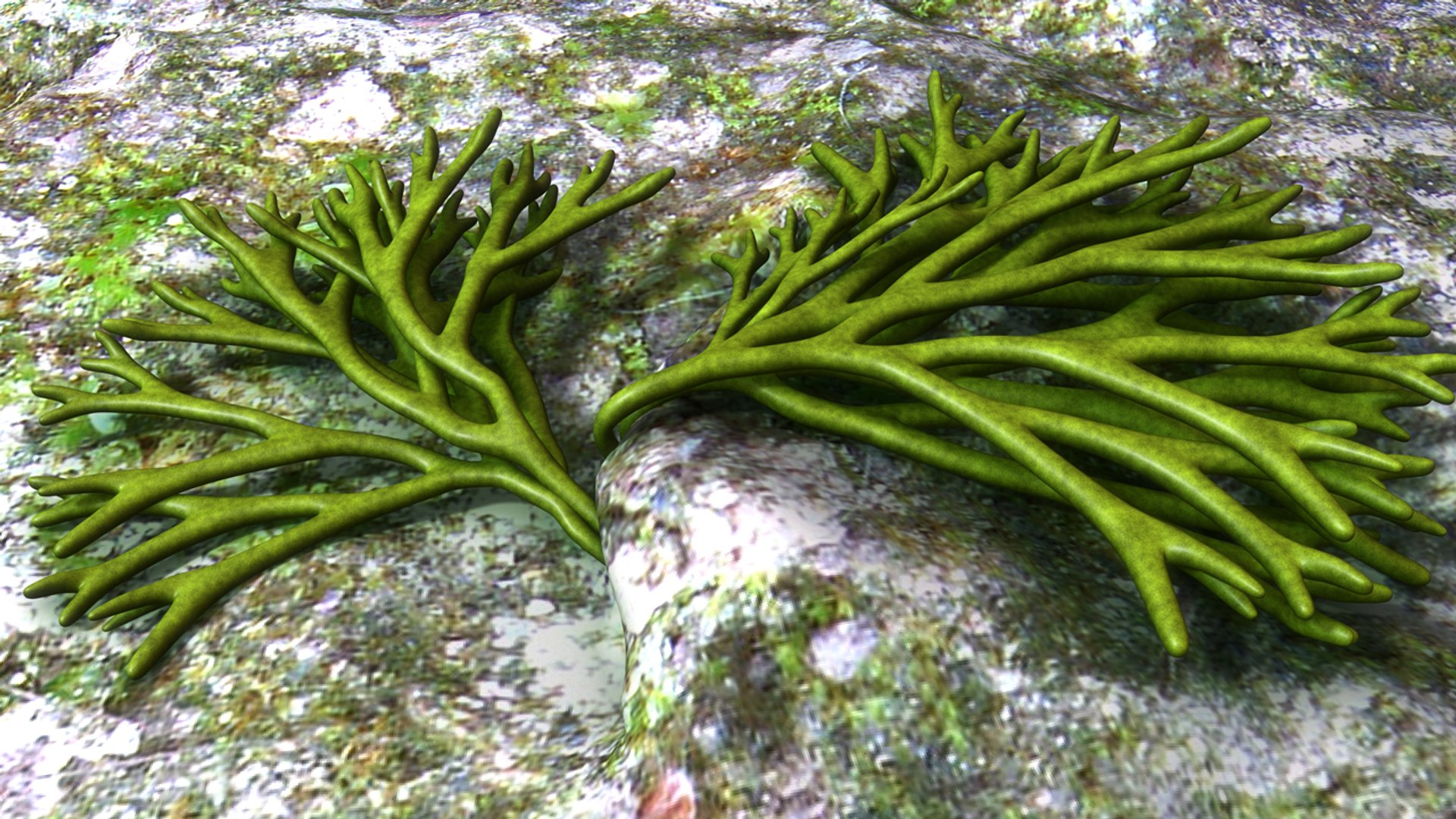 3d Codium Model