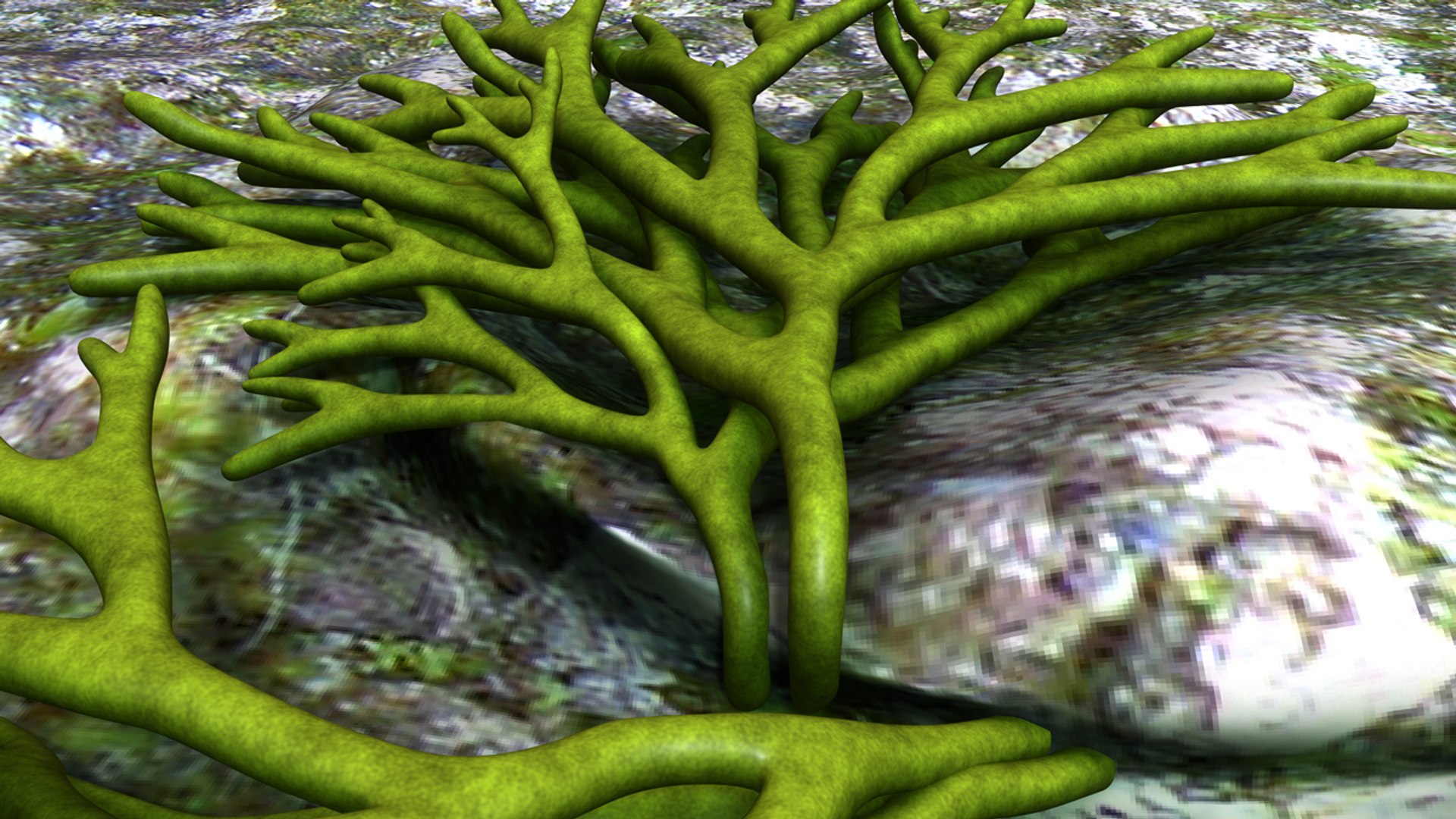 3d Codium Model