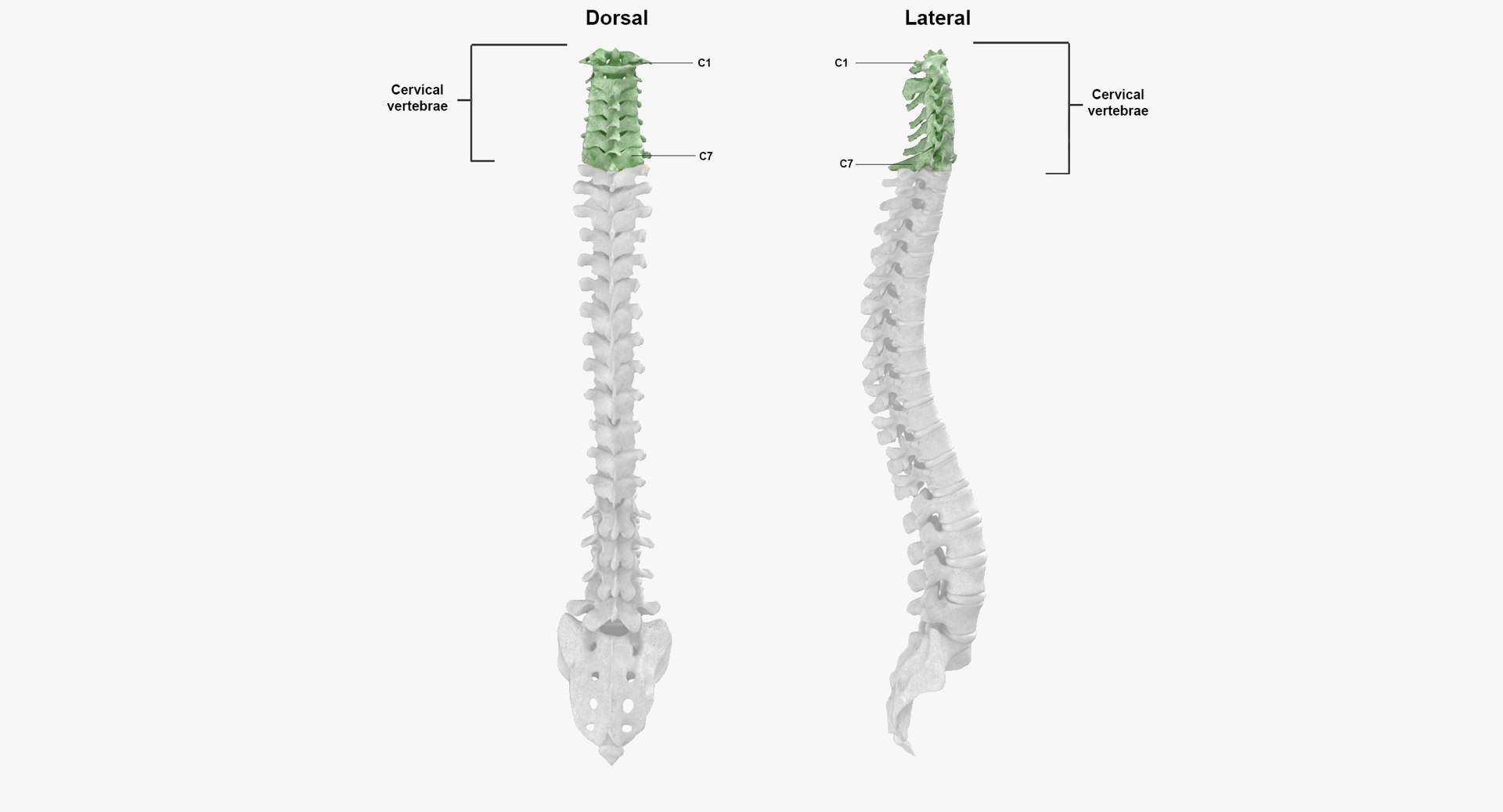 Real Human Neck Cervical Model - TurboSquid 1640320