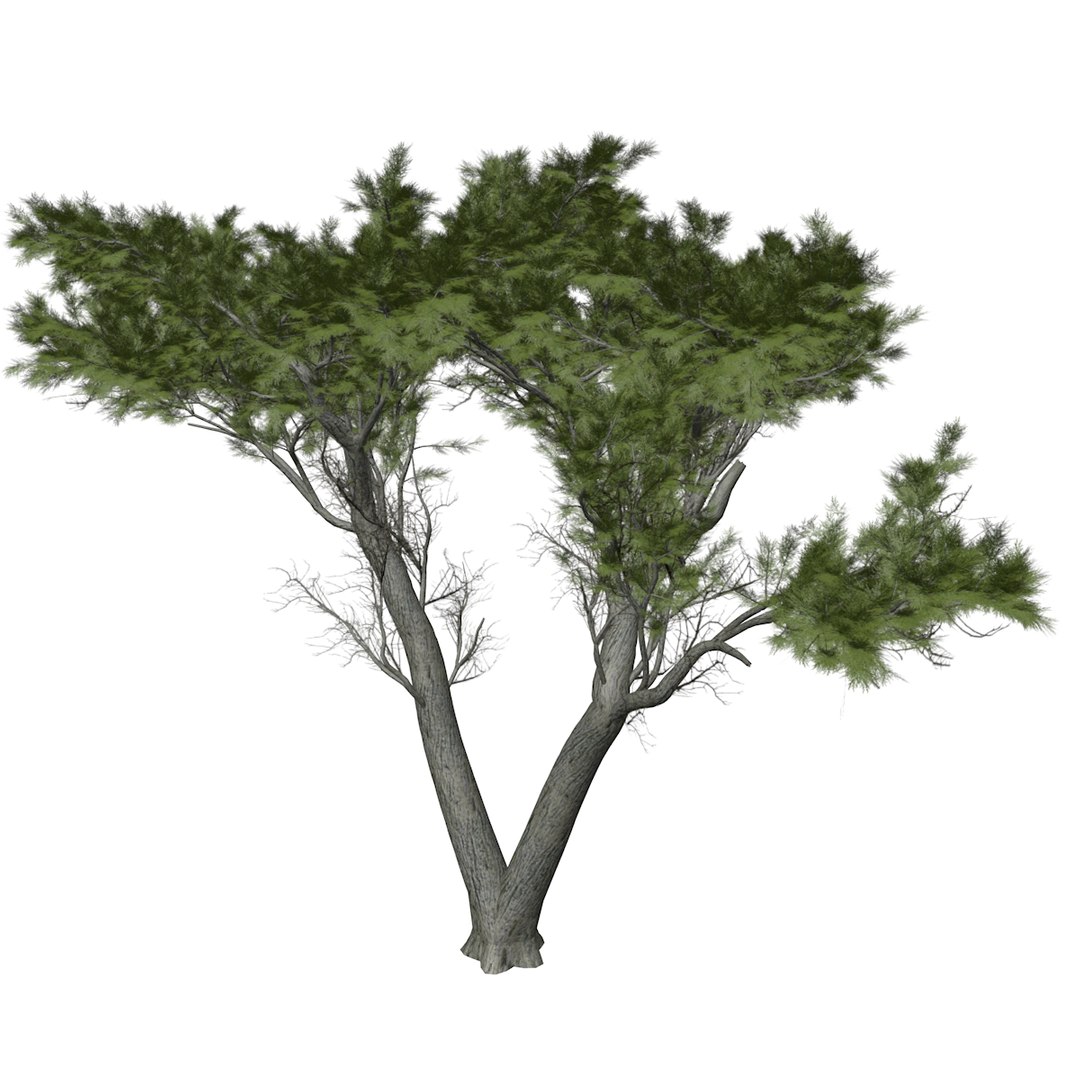 3D Model Monterey Cypress Tree Collection - TurboSquid 2378879