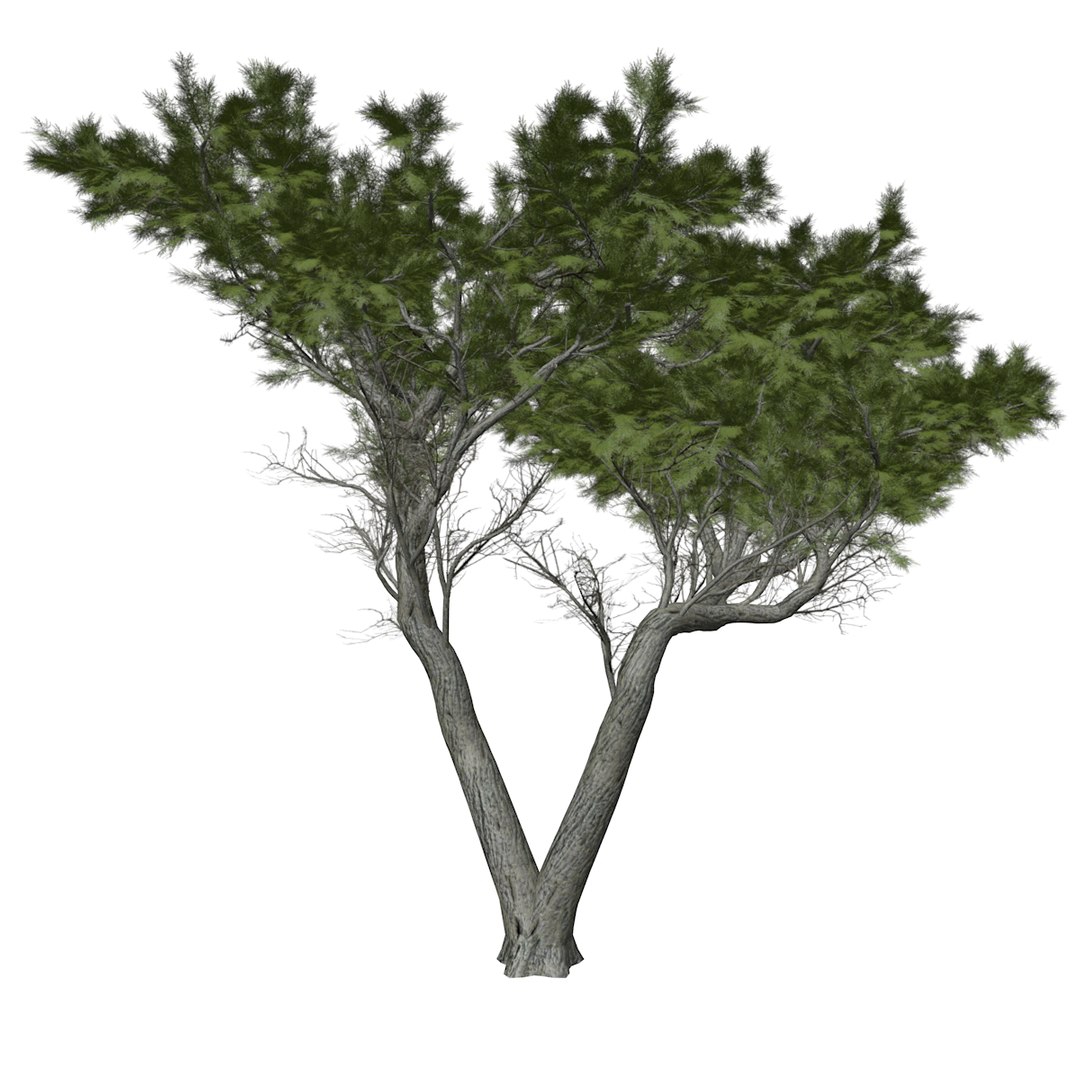 3D Model Monterey Cypress Tree Collection - TurboSquid 2378879