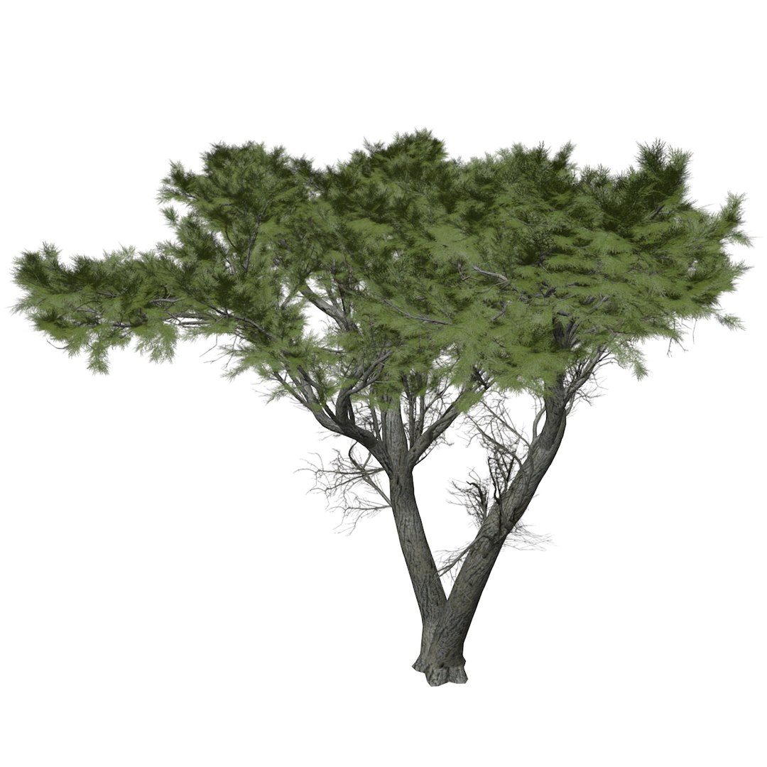 3D Model Monterey Cypress Tree Collection - TurboSquid 2378879